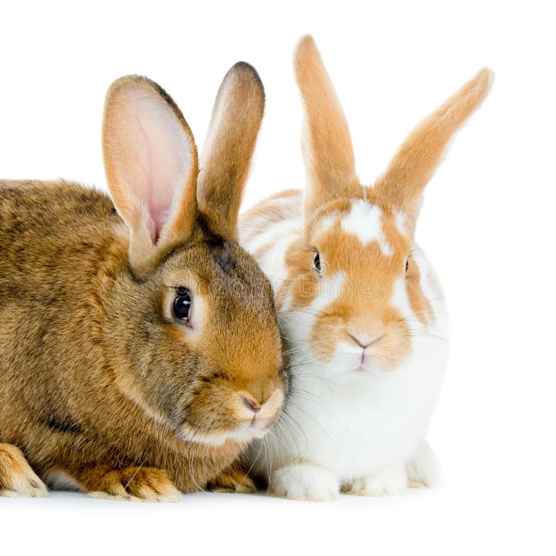 Rabbit isolated stock image. Image of single, farm, rusty - 52495745