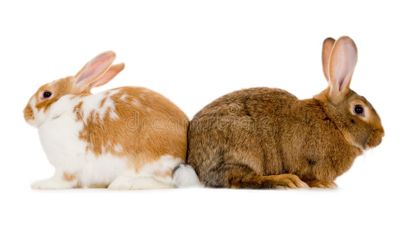 Rabbit isolated stock image. Image of single, farm, rusty - 52495745