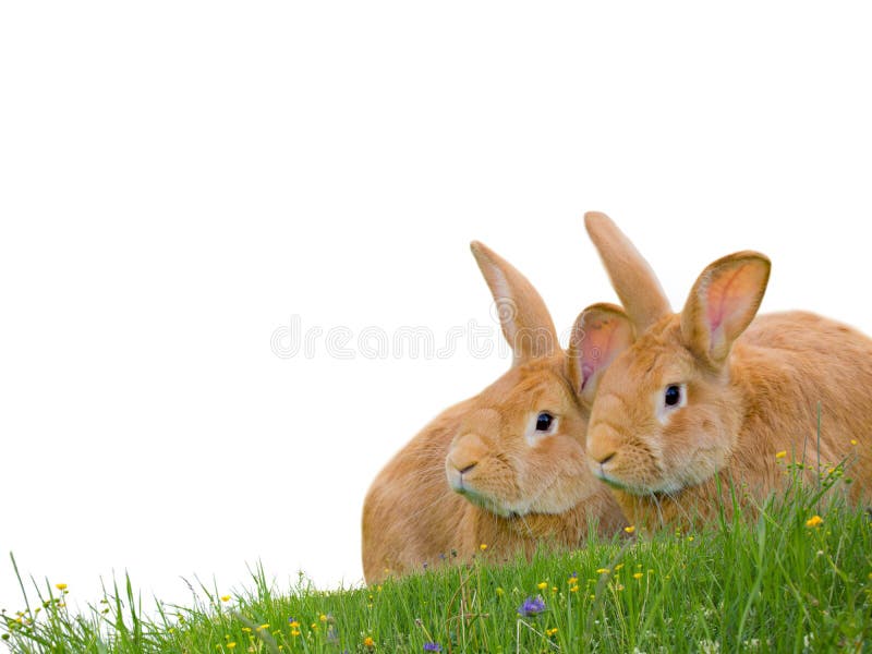 Rabbits isolated stock image. Image of bunny, grass, group - 45753731