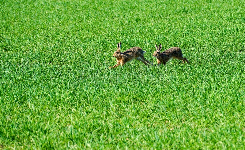 Rabbits Jumping and Playing in a Field Covered in Greenery Under the ...