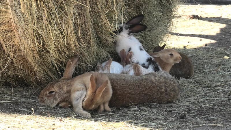 Rabbits in a paddock stock video. Video of rabbit, chewing - 318837719