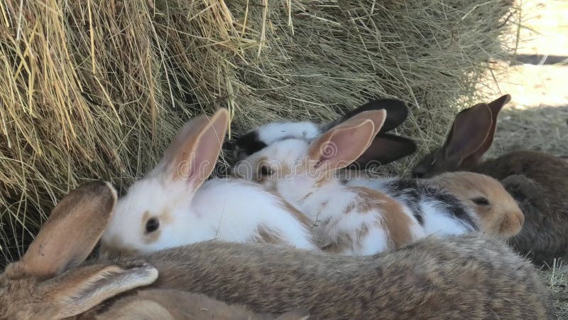 Rabbits in a paddock stock footage. Video of relax, agriculture - 318837846