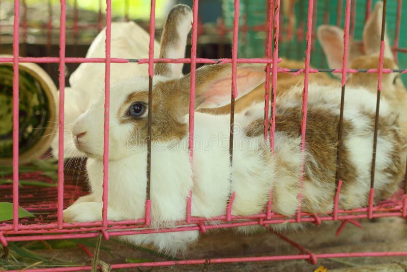 Rabbits Lots of Cute for Sale at the Market Stock Photo - Image of ...