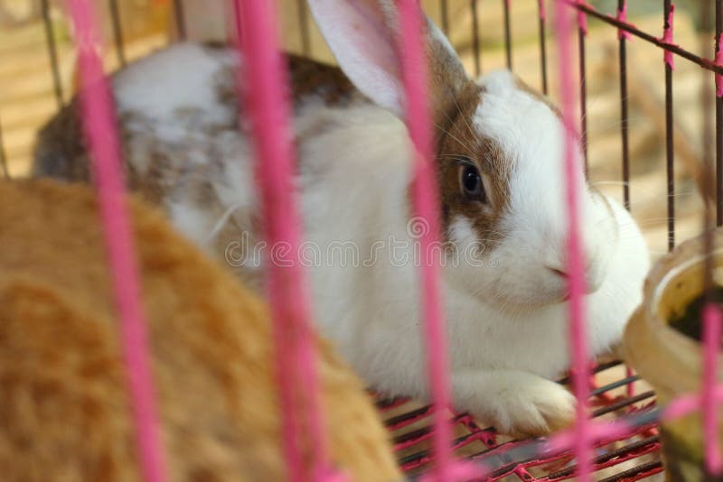 Rabbits Lots of Cute for Sale at the Market Stock Photo - Image of ...