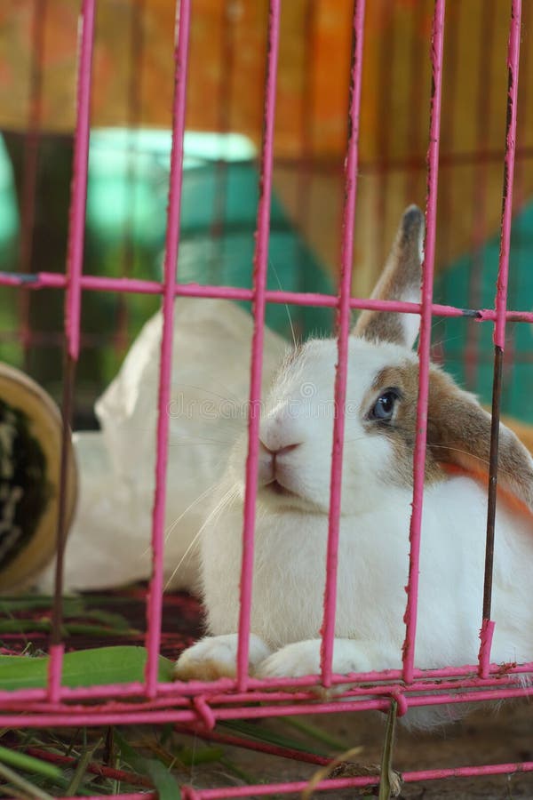 Rabbits Lots of Cute for Sale at the Market Stock Photo - Image of ...
