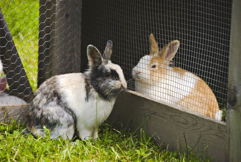 Rabbits in love stock image. Image of mammals, together - 3917901