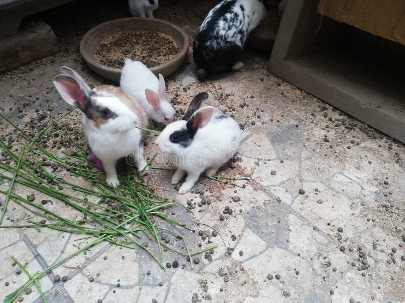 Rabbits in love stock image. Image of mammals, together - 3917901