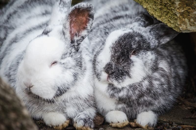 Rabbits in love stock image. Image of mammal, animal - 84002487