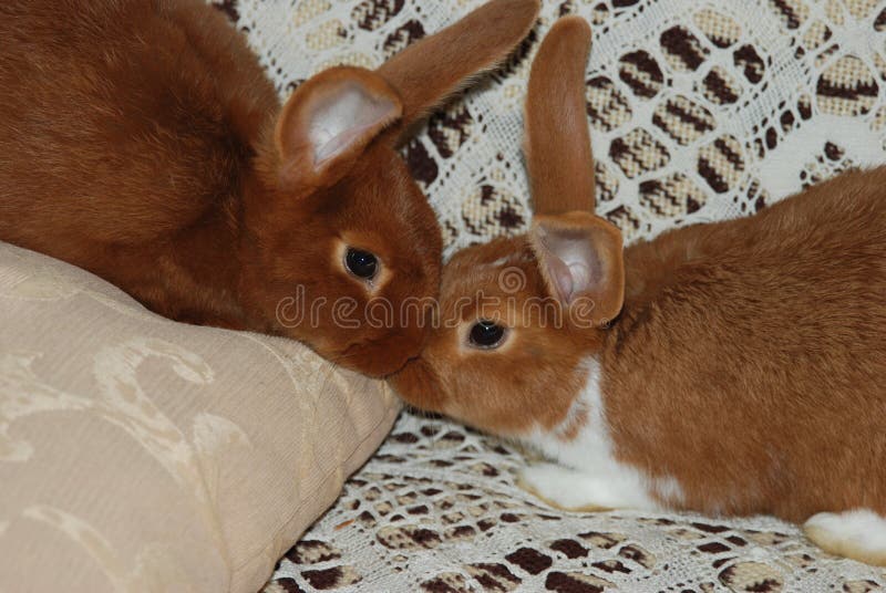 Rabbits love stock image. Image of nature, brown, dreams - 78162131