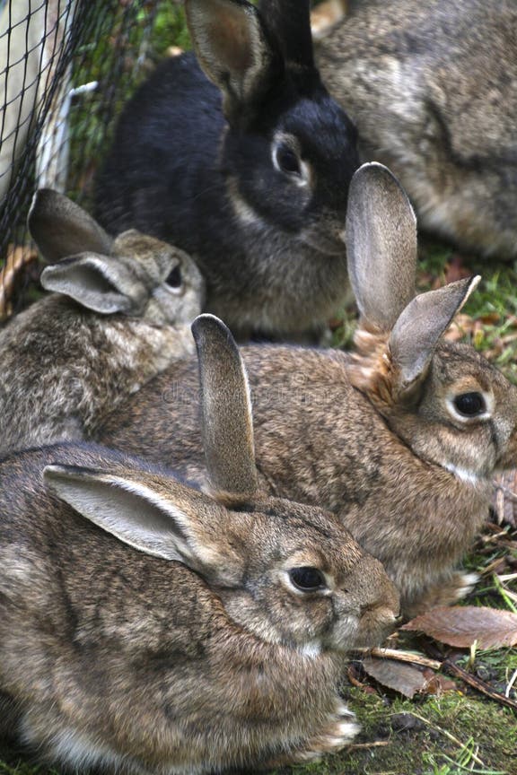 Rabbits stock photo. Image of captive, group, friends - 35411716