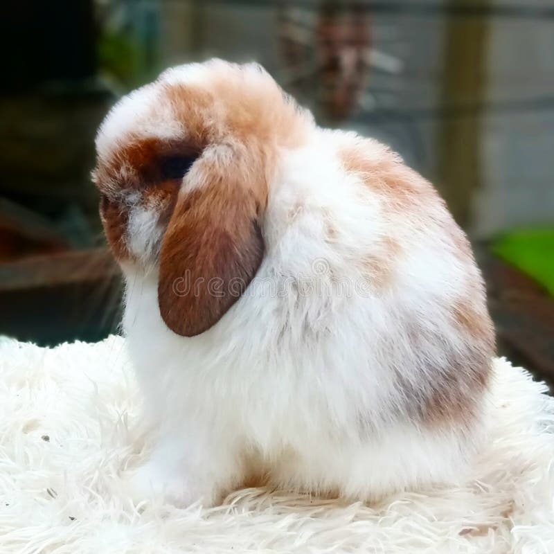 Rabbits mini stock image. Image of beautiful, holand - 262902443