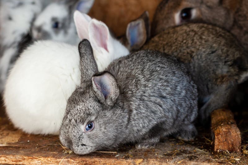 29 Day Old Rabbits. Little Fluffy Curious Rabbits Peek Out of the Nest ...