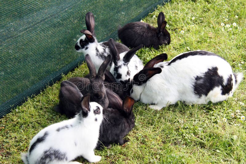 Rabbits outside stock image. Image of bunch, eyes, cute - 39640037