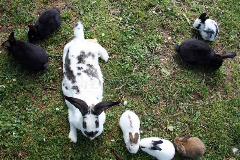 Rabbits outside stock photo. Image of live, feed, eyes - 39640102