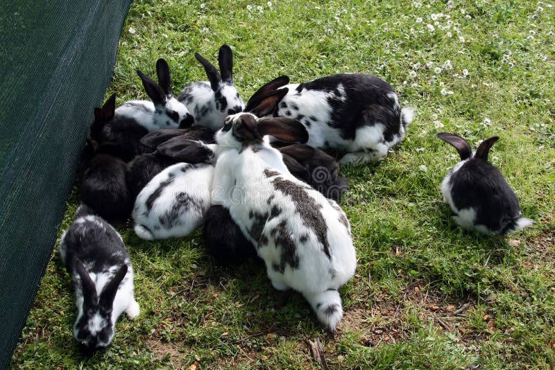 Rabbits outside stock image. Image of scared, play, white - 39640231