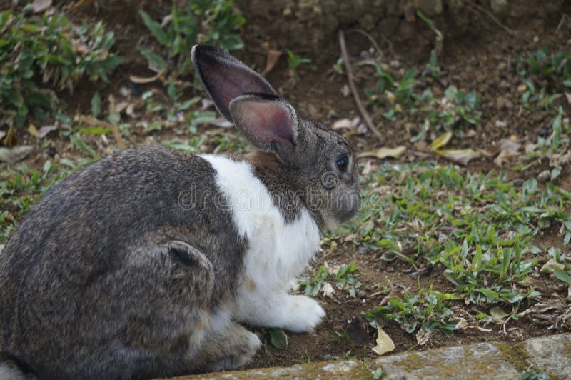 Rabbits in the Park are Looking for Food Stock Image - Image of young ...