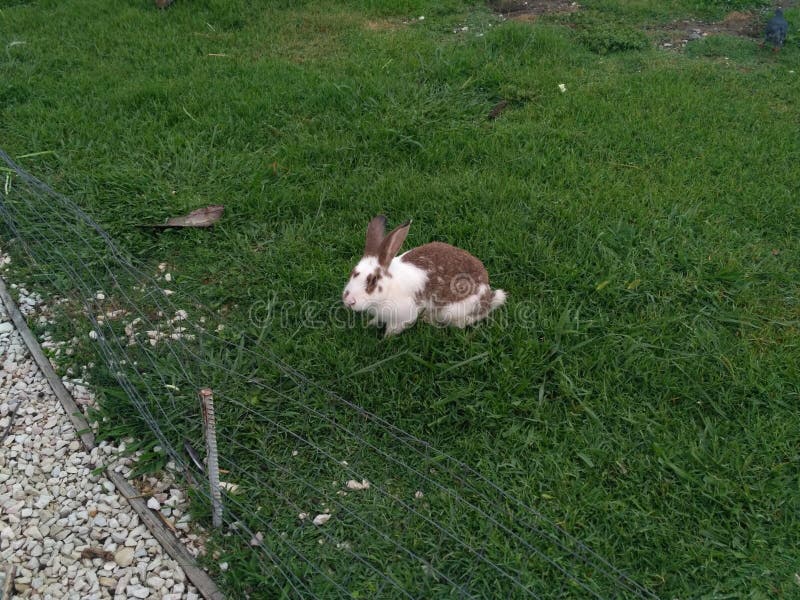 Rabbits in the Pen. in the Park. Sochi Stock Photo - Image of rabbits ...