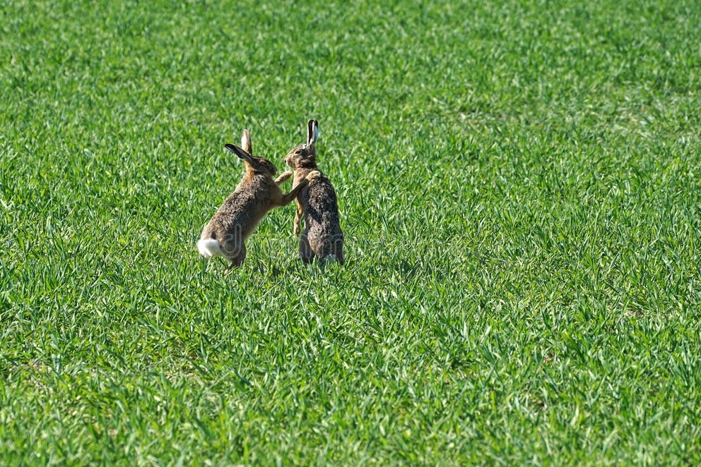 Rabbits Playing on a Grass-covered Field Stock Image - Image of summer ...