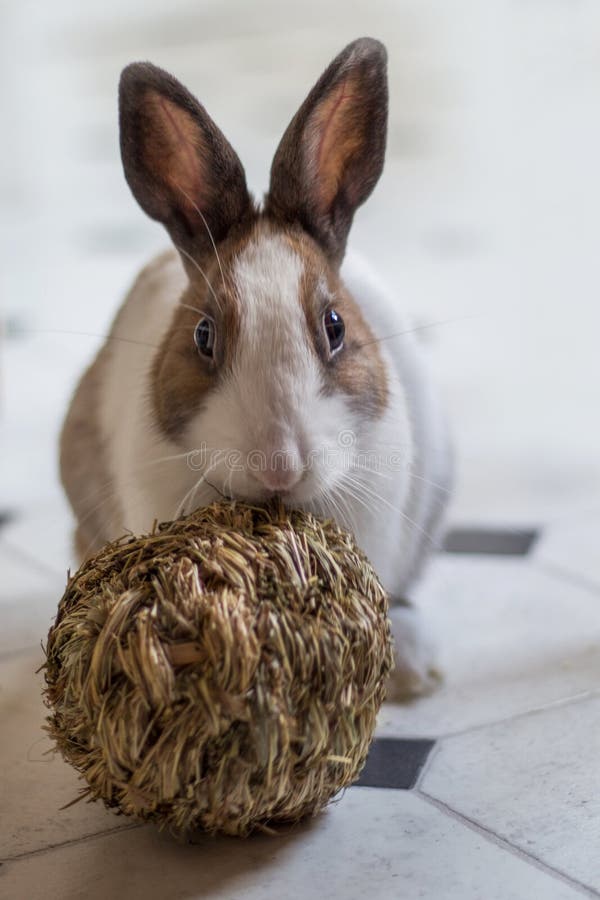 Rabbits Playing with a Hay Ball Stock Photo - Image of sweet, pets ...