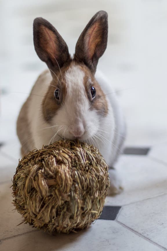 Rabbits Playing with a Hay Ball Stock Photo - Image of sweet, pets ...