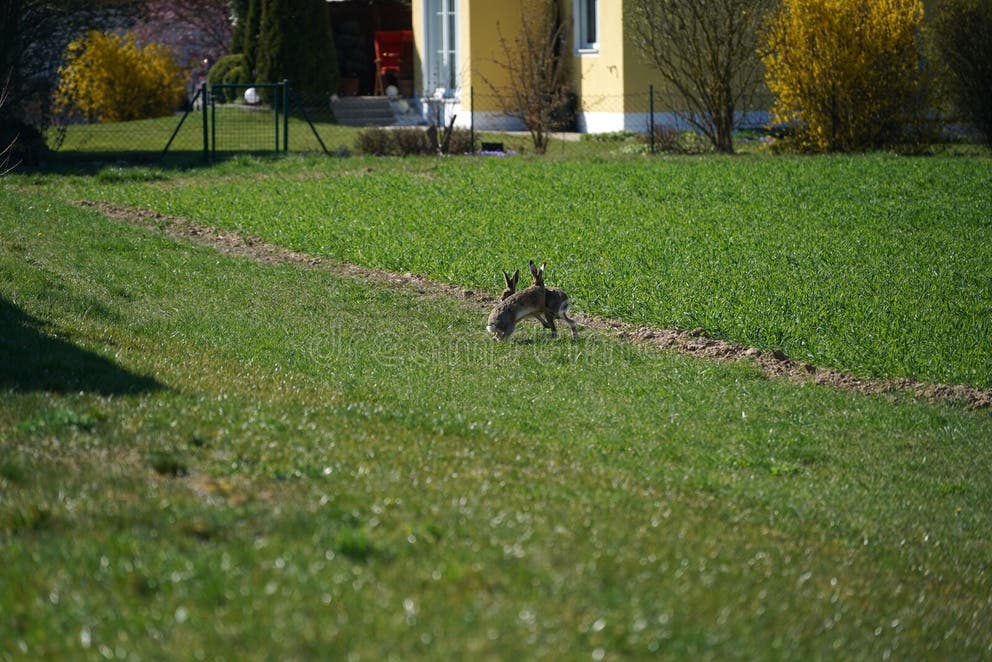 Rabbits playing in a park stock image. Image of ears - 196653907