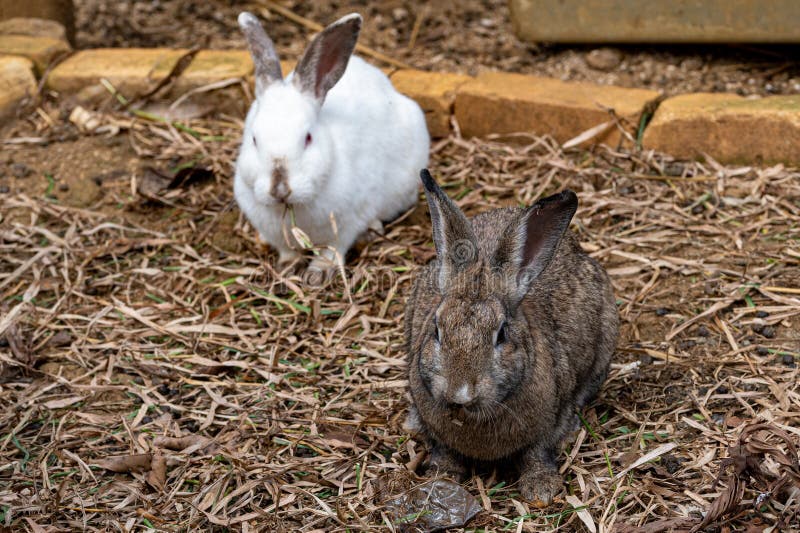 Rabbits in outdoor hutch stock photo. Image of celebration - 294187096