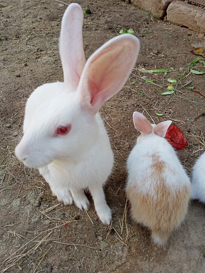 Rabbits stock photo. Image of rodent, nose, carnivore - 208490912