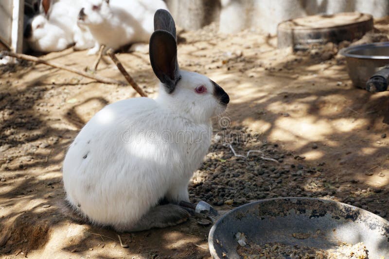 Rabbits stock photo. Image of rural, fluffy, background - 100122858