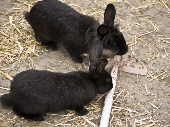 Rabbits and rake stock photo. Image of rabbit, vertebrate - 21771192