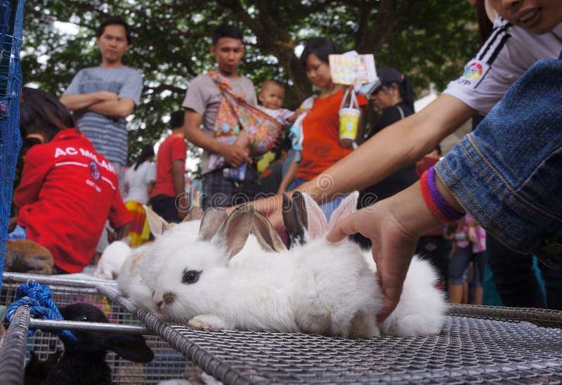 Rabbits editorial photo. Image of java, solo, animal - 45775286