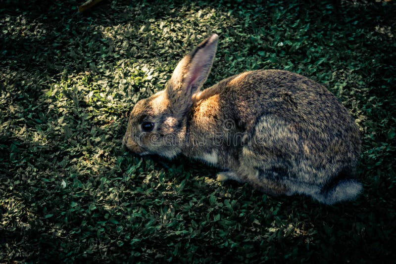 Rabbits and Shadow stock image. Image of beautiful, domestic - 127798685