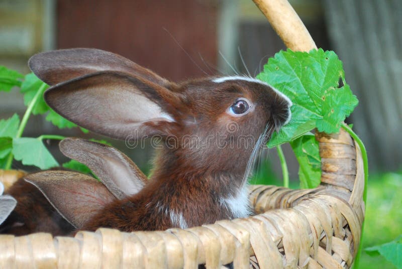 Rabbits are Sitting in the Basket Stock Image - Image of mammal ...