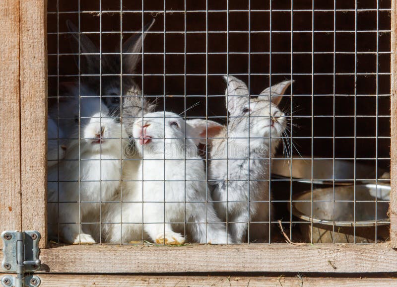 Rabbits are Sitting in a Cage on a Farm Stock Photo - Image of mammal ...