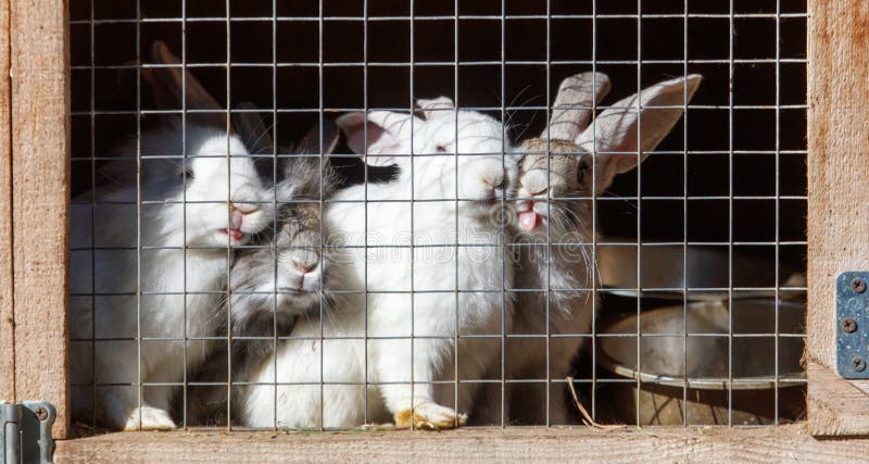 Rabbits are Sitting in a Cage on a Farm Stock Image - Image of easter, bunny: 336598531