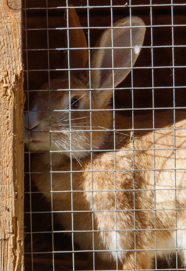 Rabbits are Sitting in a Cage on a Farm Stock Photo - Image of adorable ...