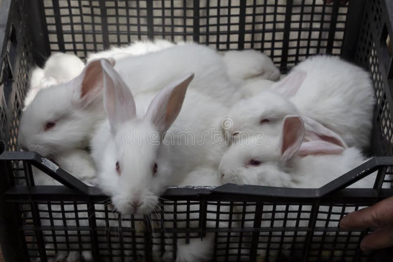 Rabbits are Sitting in a Plastic Box Stock Image - Image of little ...