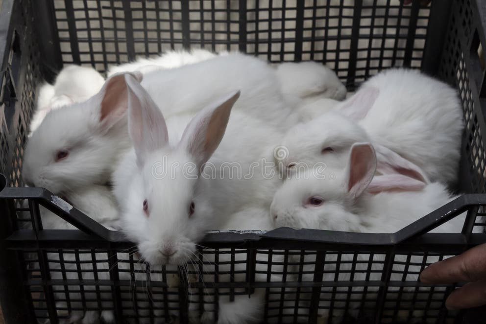 Rabbits are Sitting in a Plastic Box Stock Image - Image of little ...