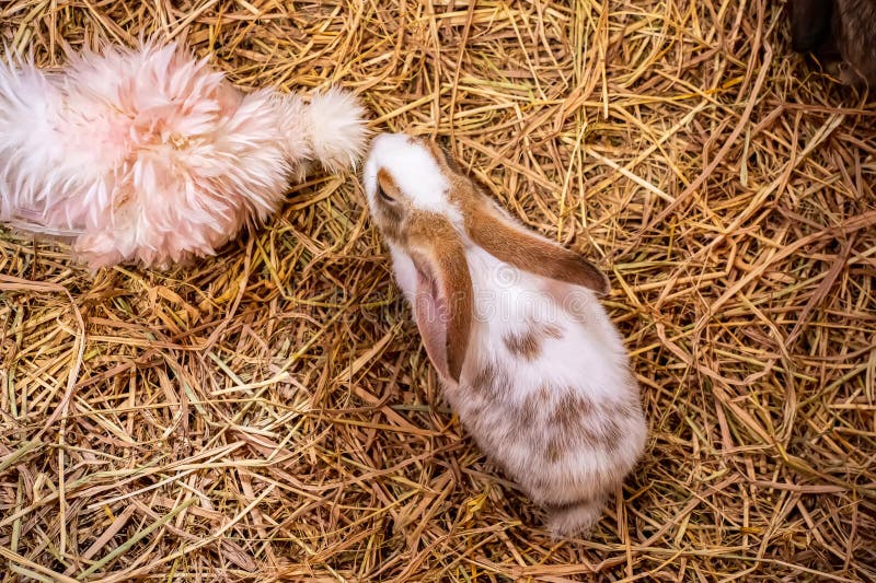 Rabbits are small mammals stock photo. Image of meadow - 296373470