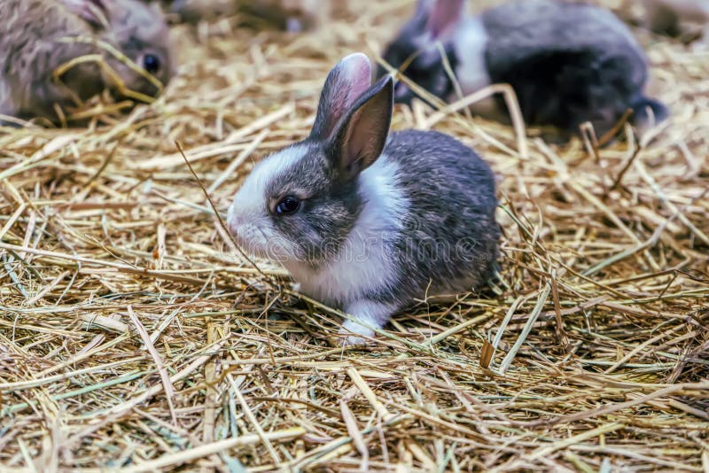 Rabbits are small mammals stock photo. Image of cute - 161260210