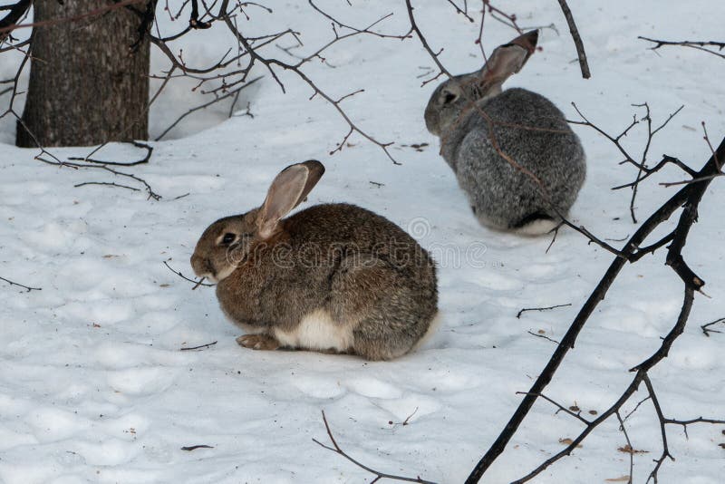 Rabbits in the Snow in Spring Stock Image - Image of hare, grass: 179072875