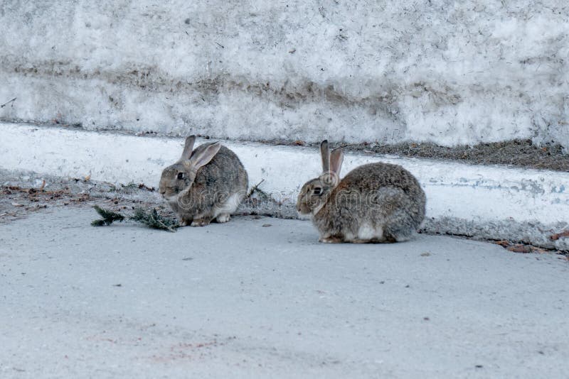 Rabbits in the Snow in Spring Stock Image - Image of field, rabbit ...