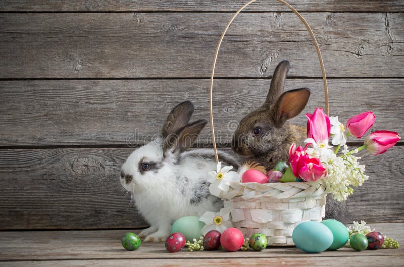 Rabbits with Spring Flowers Stock Image - Image of single, pink: 62529461