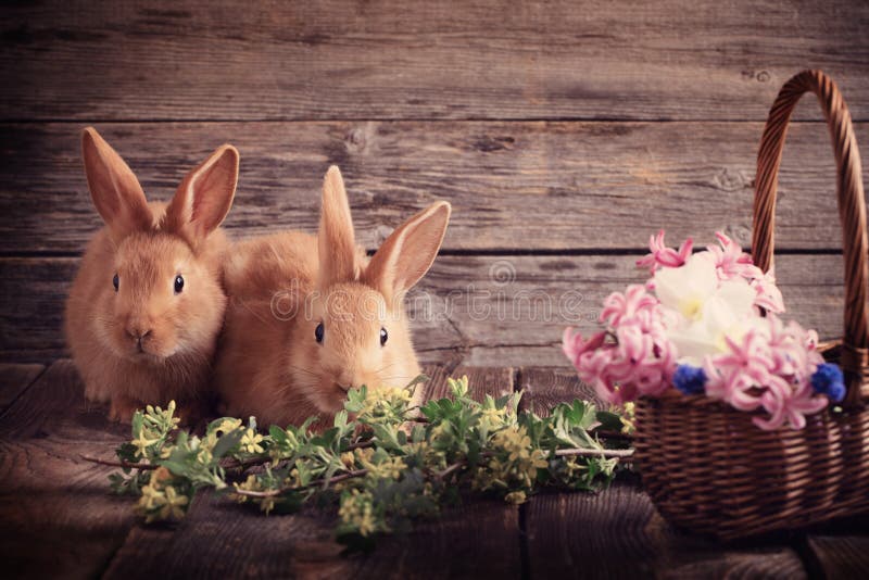 Rabbits with Spring Flowers Stock Image - Image of narcissus, single ...