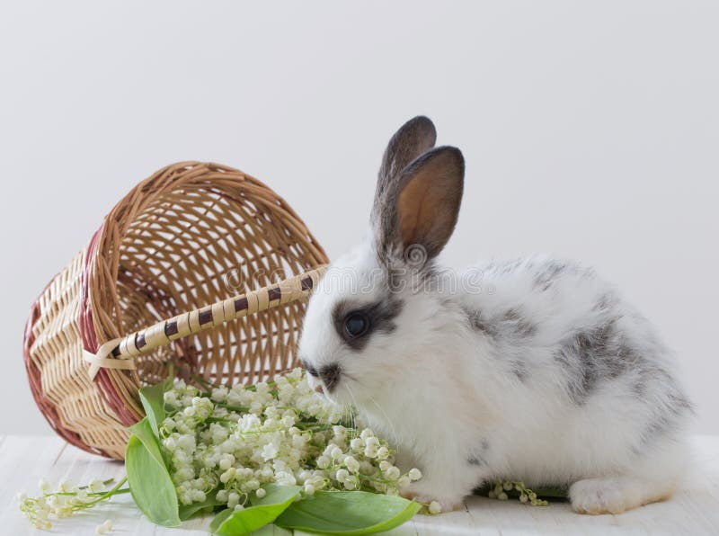 Rabbits with Spring Flowers Stock Image - Image of single, pink: 62529461