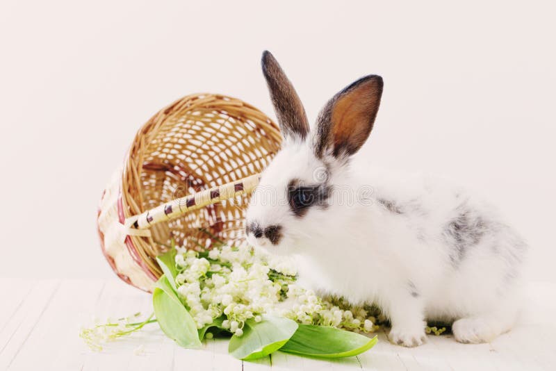 Rabbits with Spring Flowers Stock Image - Image of single, pink: 62529461