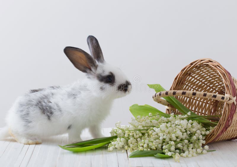 Rabbits with Spring Flowers Stock Image - Image of single, pink: 62529461