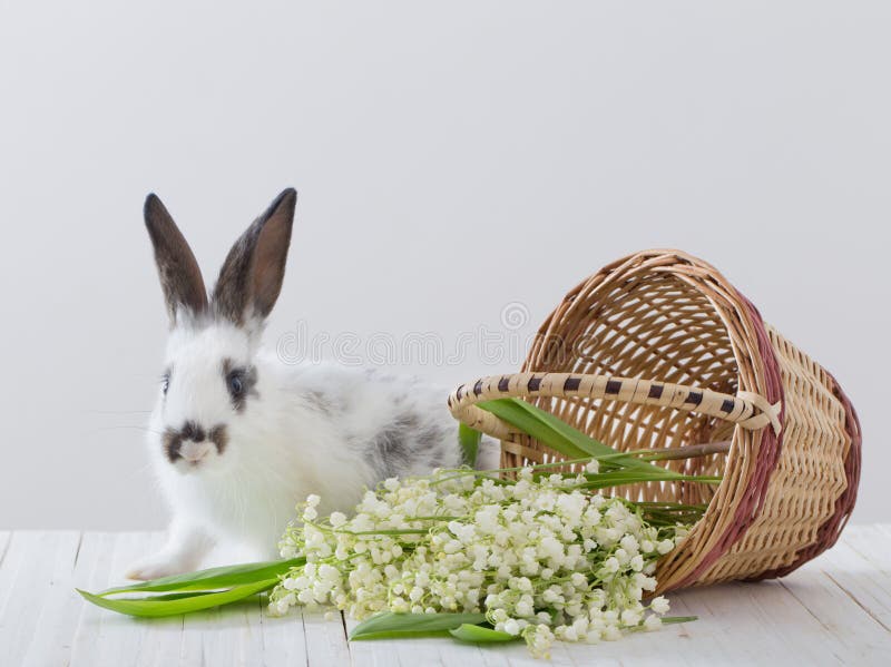 Rabbits With Spring Flowers Stock Image - Image of single, pink: 62529461