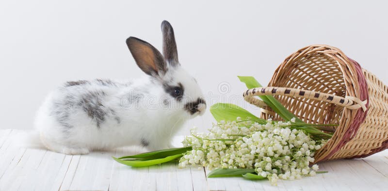 Rabbits with Spring Flowers Stock Image - Image of single, pink: 62529461