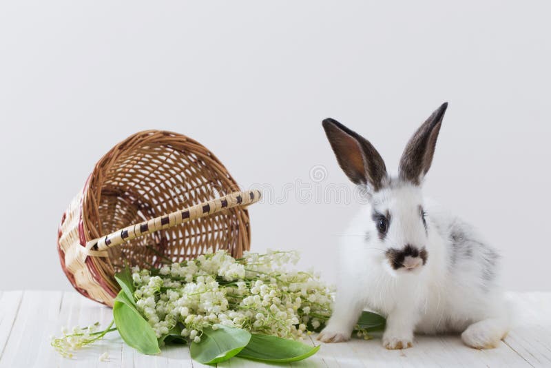 Rabbit with spring flowers stock image. Image of lying - 84157923