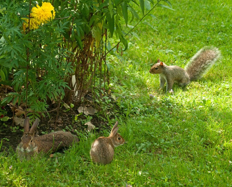 Rabbits and squirrel stock photo. Image of young, bunny - 20381740